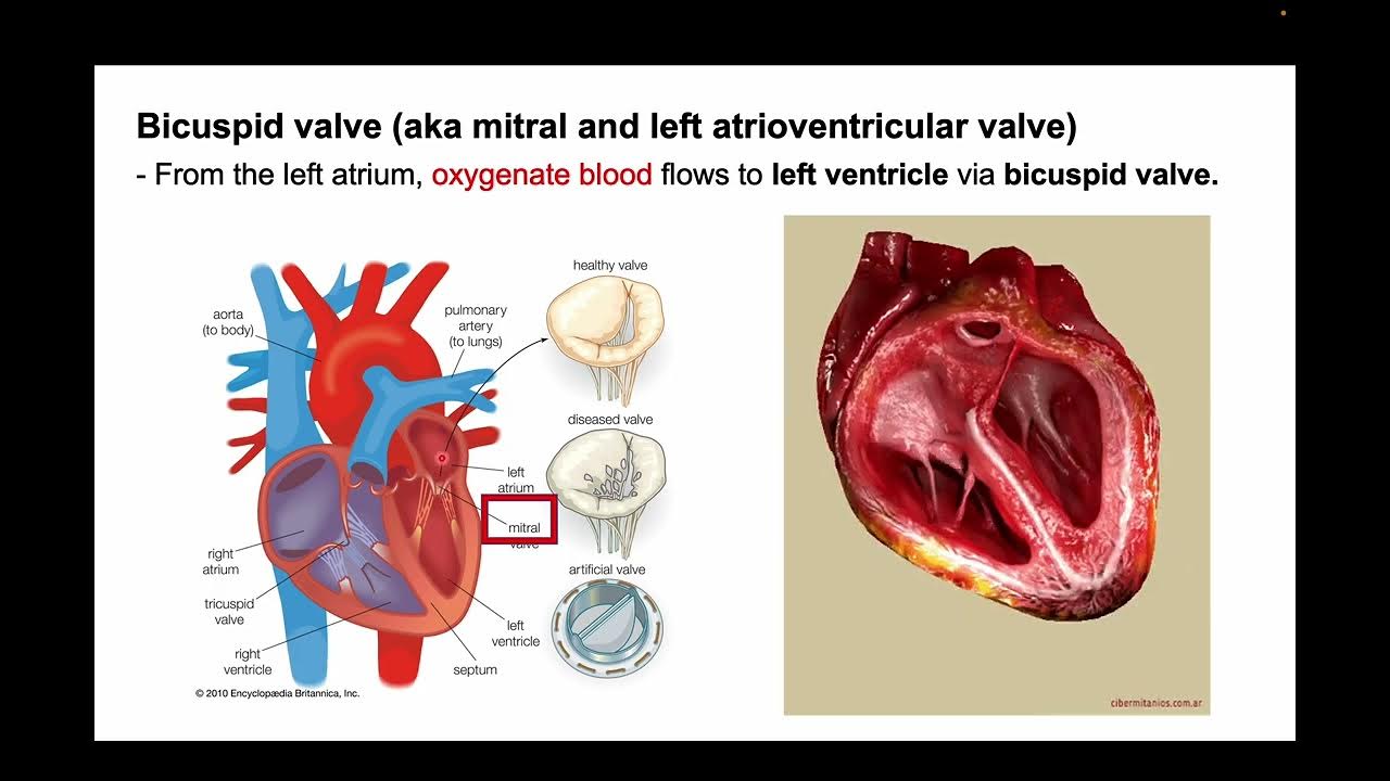 Lab 3 Comparative Anatomy Circulatory - YouTube