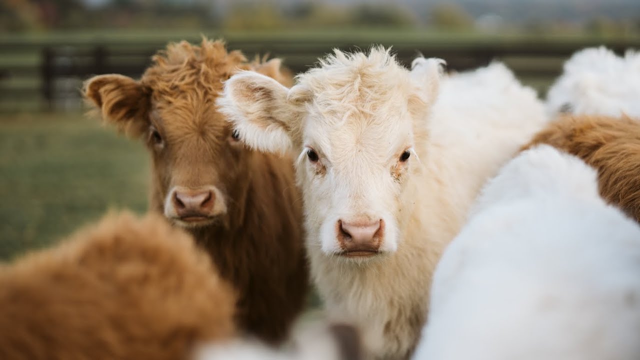 White Mini Scottish Highland bull calf - YouTube
