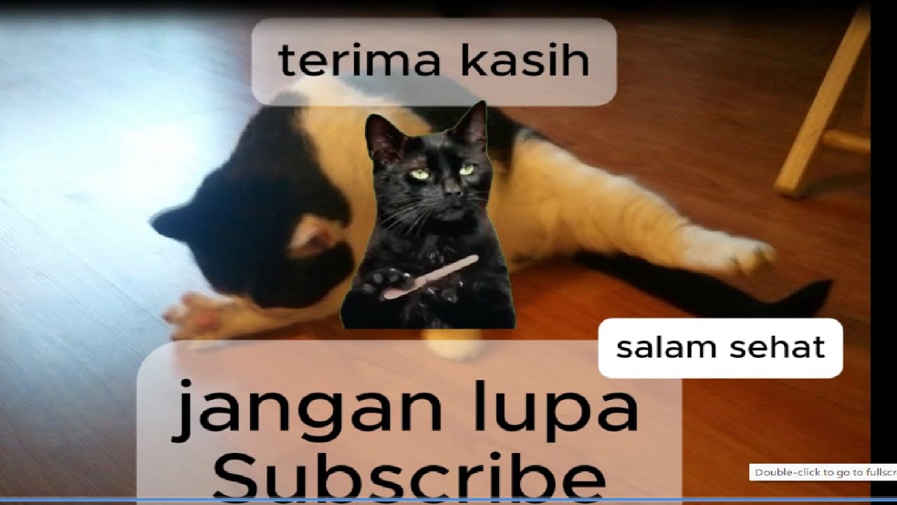 pov:lari pagi biar sehat - meme kucing #pov #meme #kucinglucu - YouTube