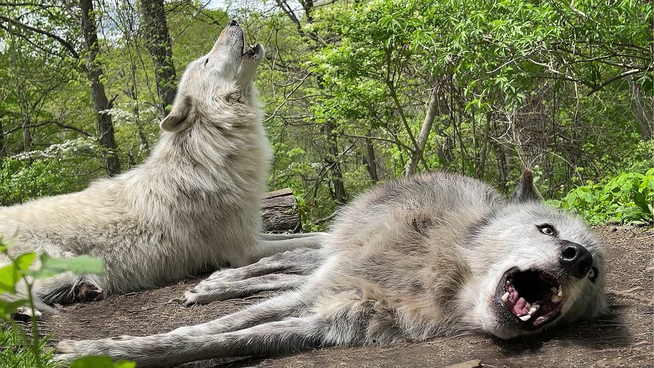 The Cutest Howls Are From Lazy Wolves - YouTube