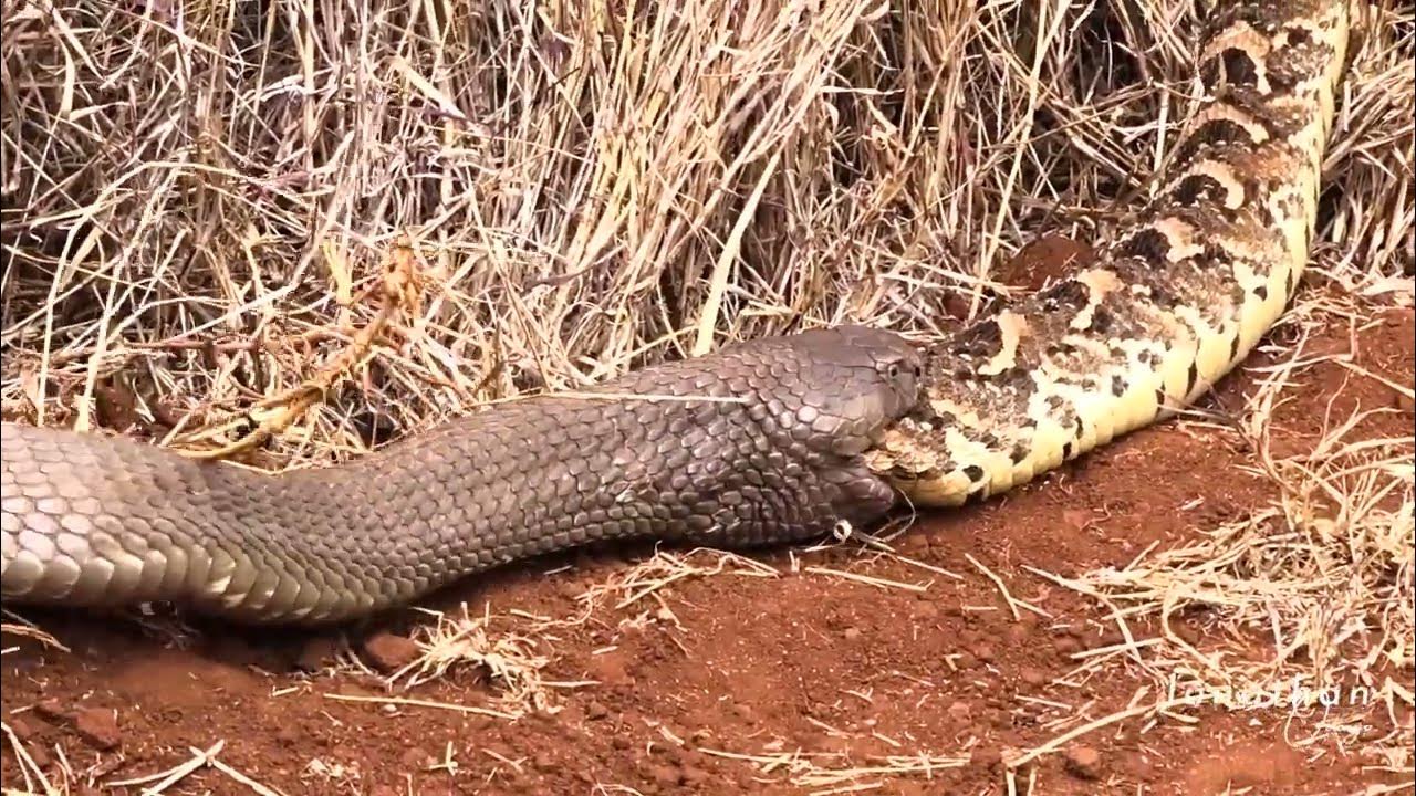 Giant spitting cobra seen dragging a puff adder in the savannah for ...