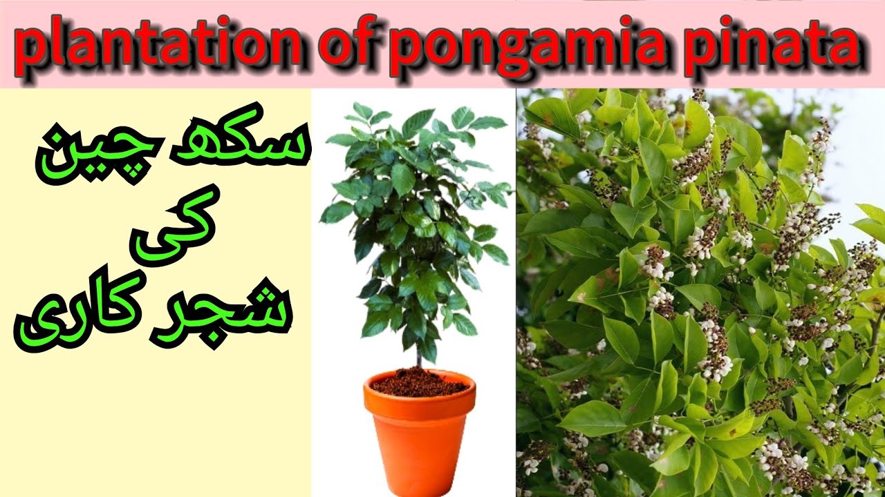 plantation of pongamia pinnata|| plantation of sukhchain|| pongamia ...
