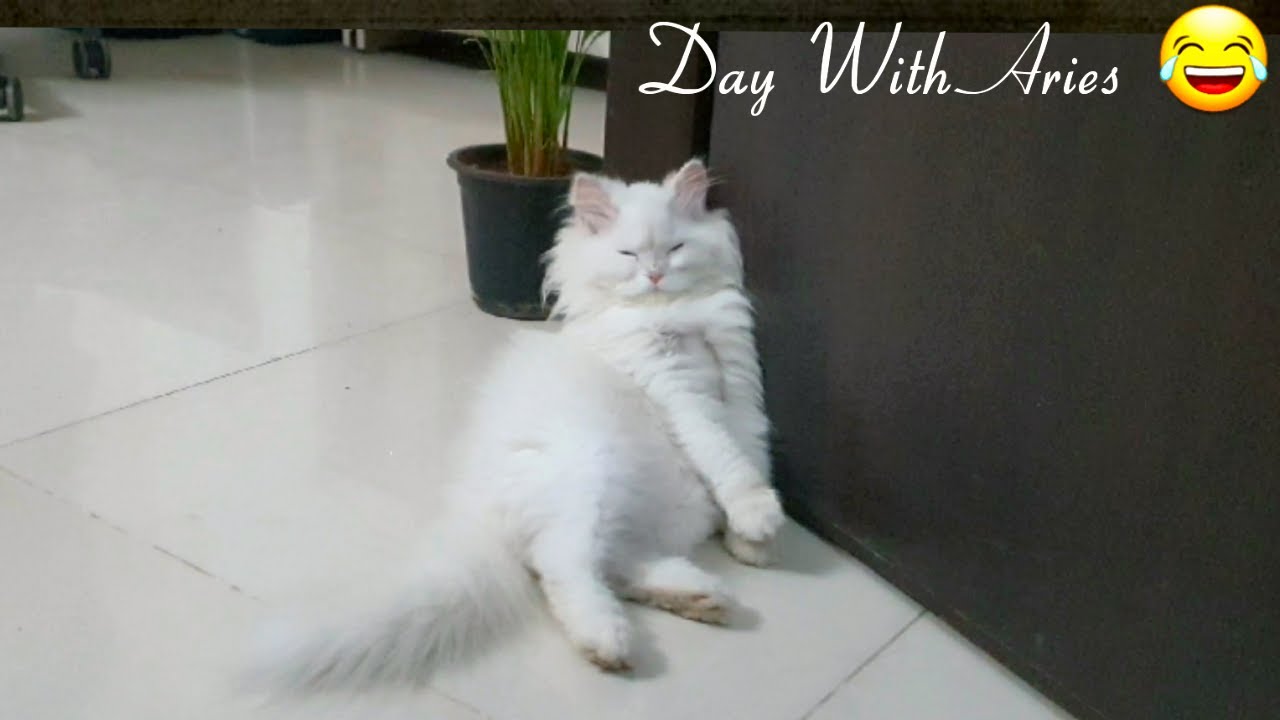 A day with Aries 😂| capturing cat Aries moments #cat #persiancat # ...