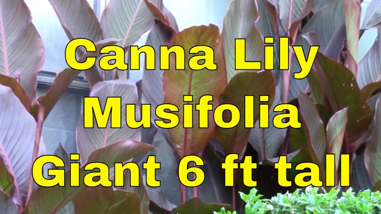 Musifolia Canna Lily 8 feet tall Tropical Garden Landscape Plant ...