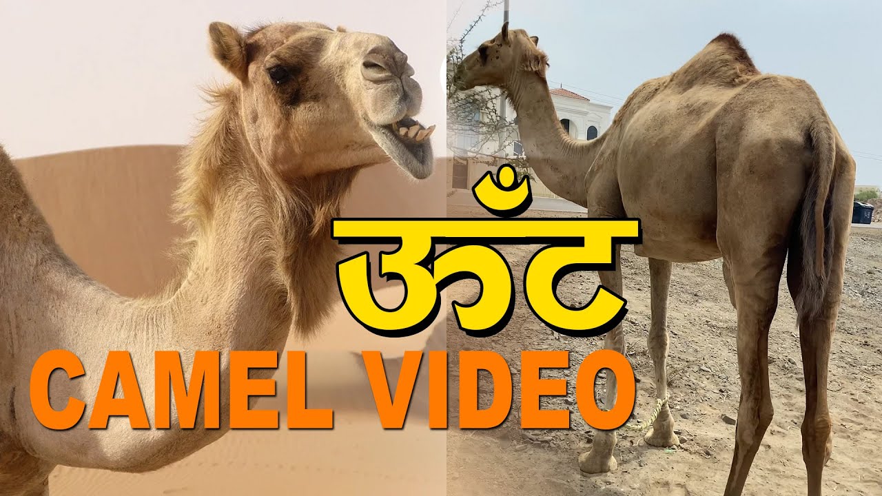 ऊँटलाई नजीक बाट हेर्दाको मज्जा || CAMEL VIDEO - YouTube