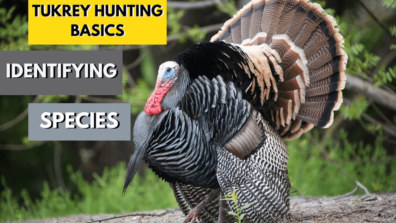 Southern California Wild Turkey species, basics for wild turkey hunting ...