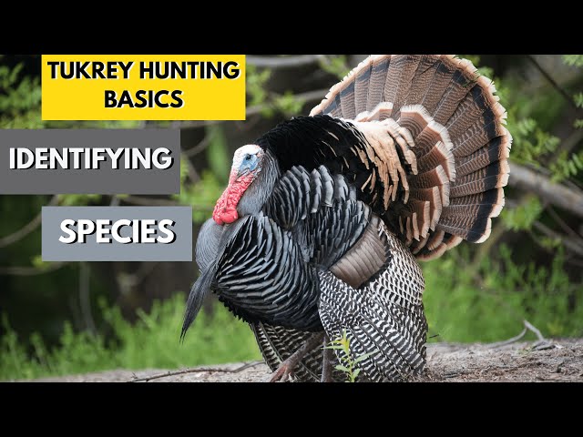 Wild Turkey Subspecies