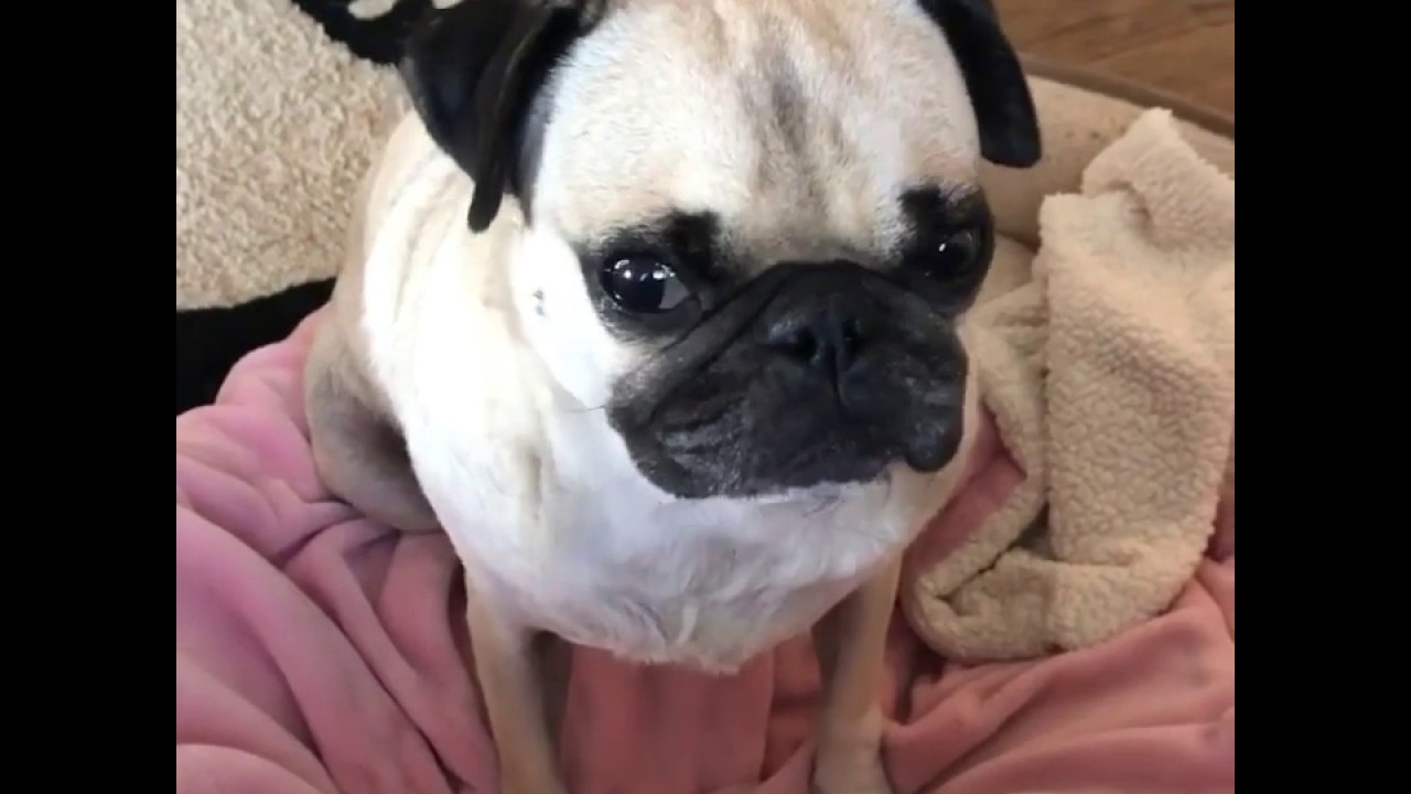 Funniest 🐶 dogs doing funny things | funny pet videos🐶 #1 - YouTube