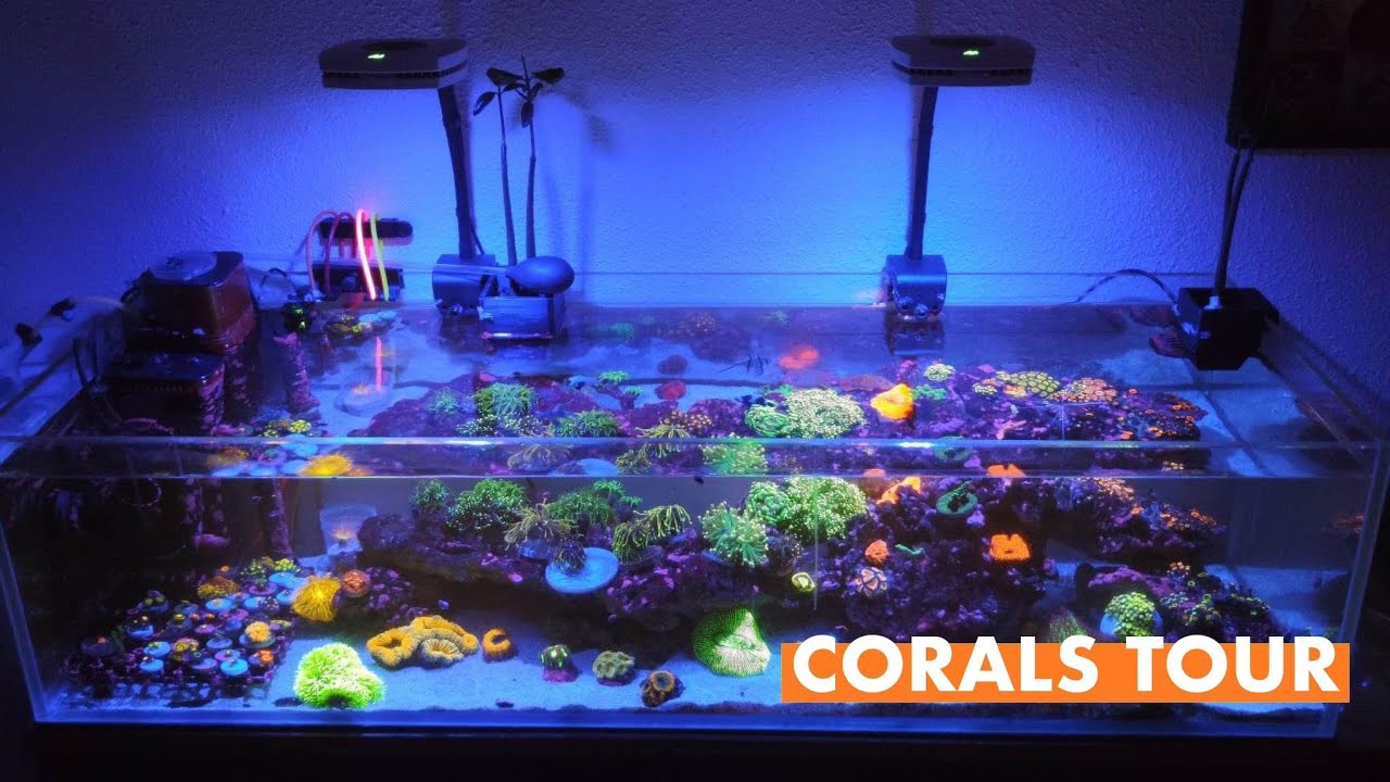 Corals Tour 1 - Shallow Reef tank - YouTube