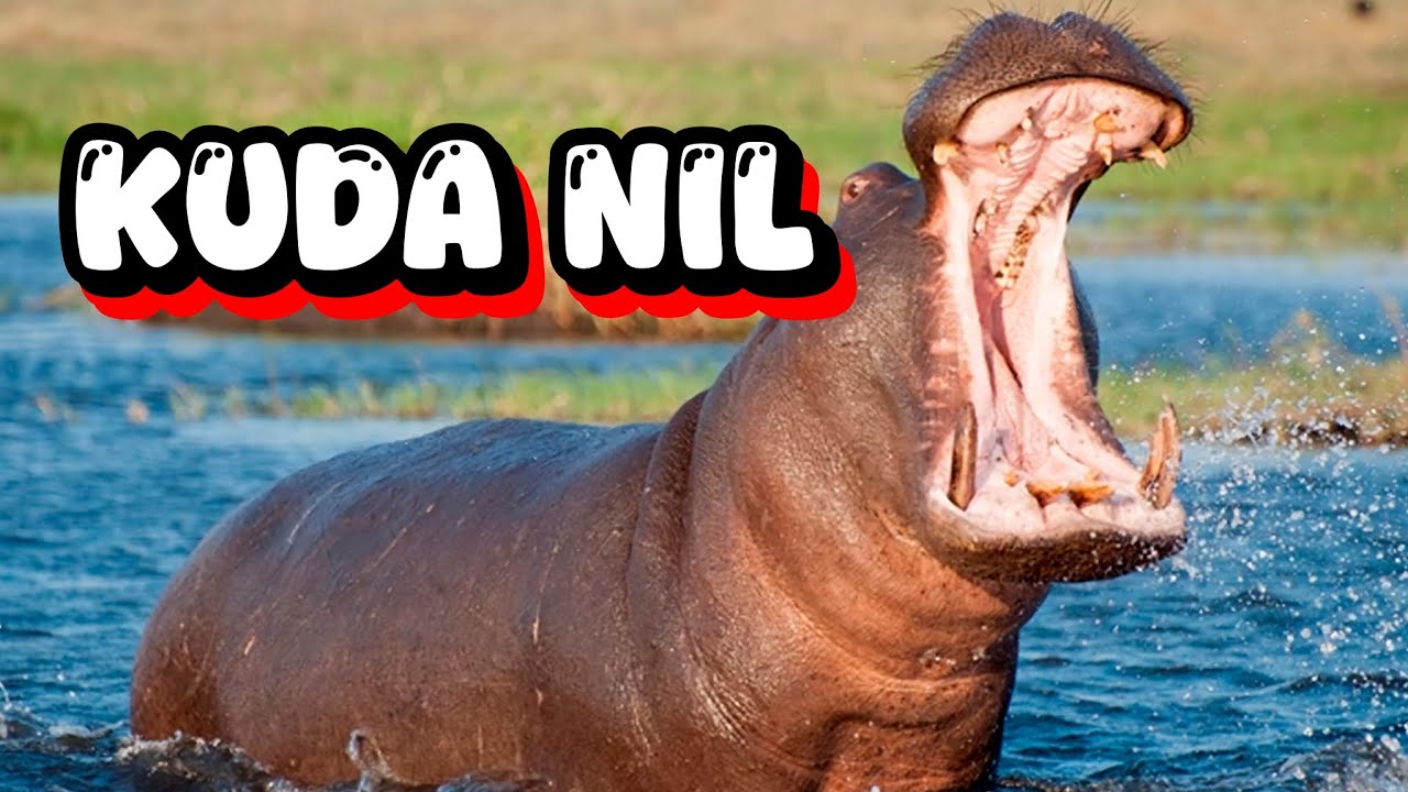KUDA NIL/BADAK AIR #kudanil #badakair #hippopotamus #zoo #kebunbinatang ...