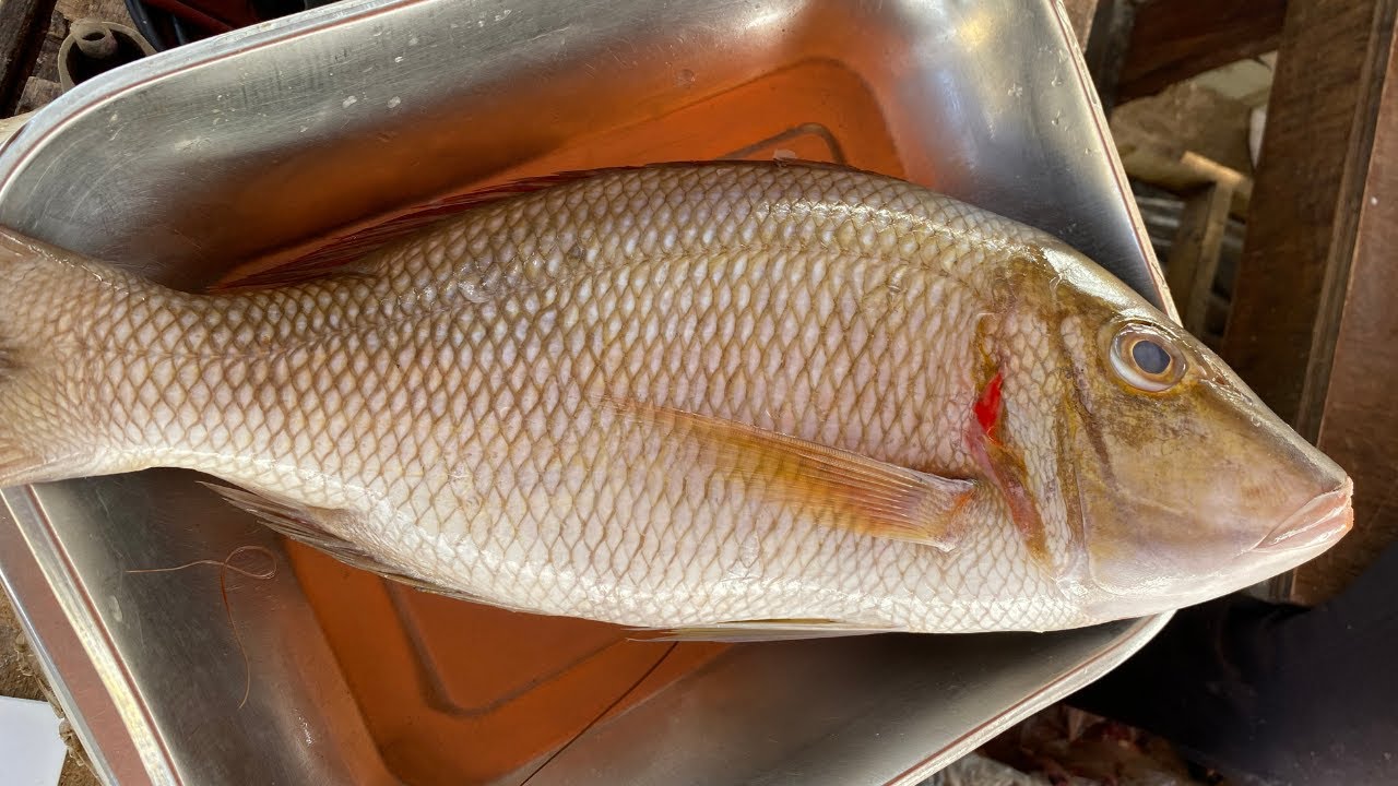 SEAWATER FISH | VILAI FISH | FISHY DELIGHT - YouTube