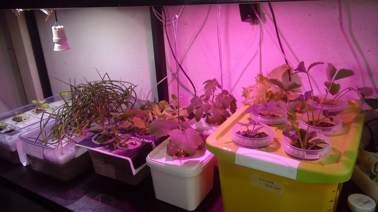 My simple diy hydroponic system - YouTube