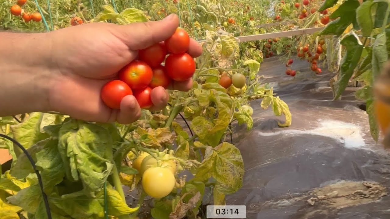 🍒CULES DE ROȘII CHERRY - YouTube