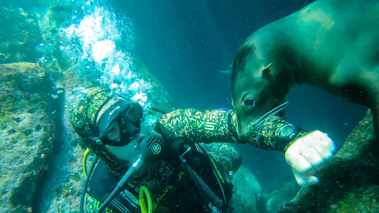 Scuba Diving with Sea Lions, Isla De Lobos, La Paz, Baja California ...