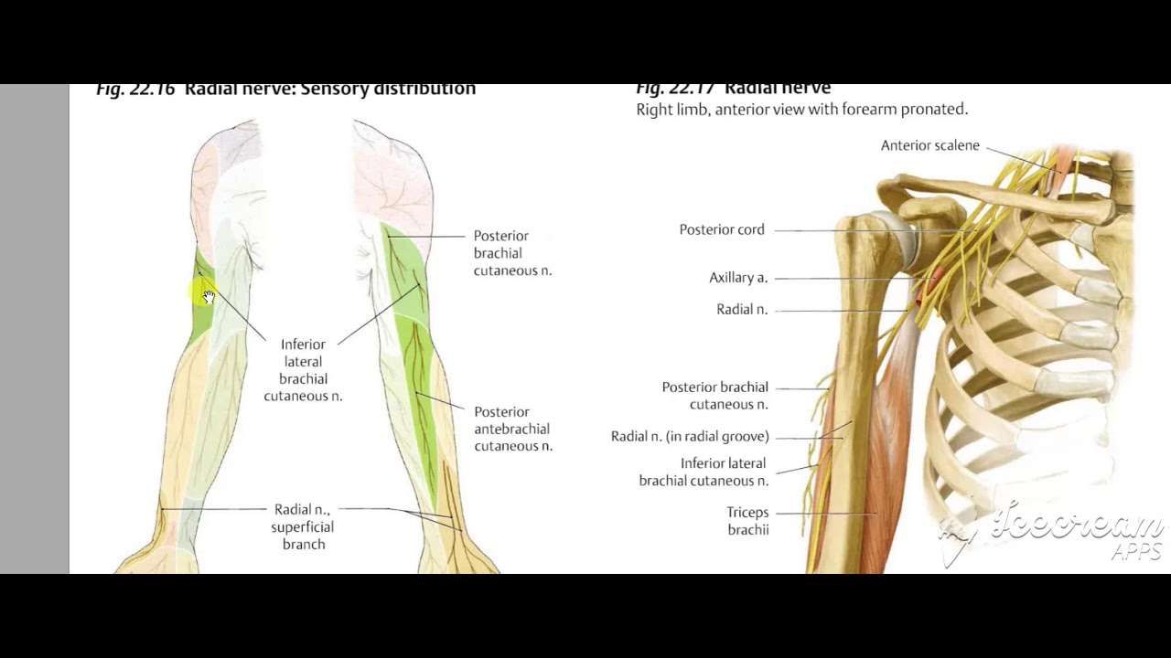 Cutaneous nerves of arm - YouTube