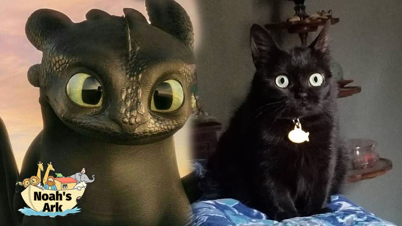 Toothless’ Cat Look alike - YouTube