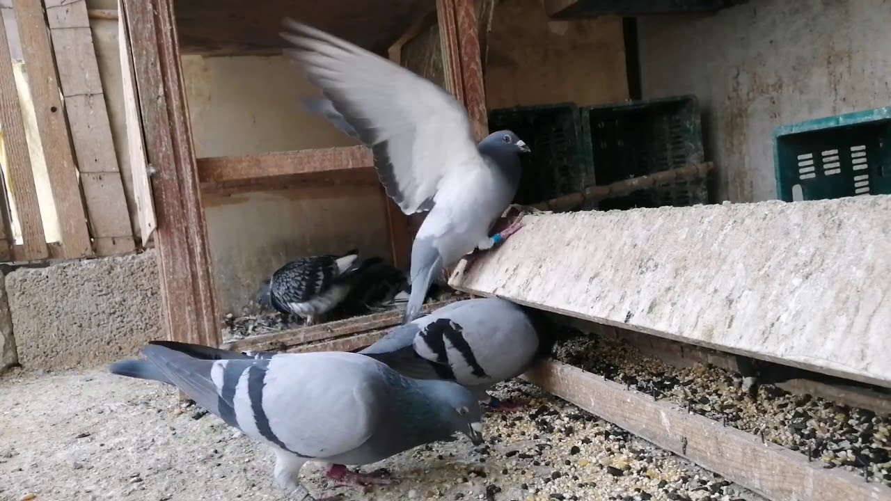New long-distance racing pigeons Project 2019 - YouTube