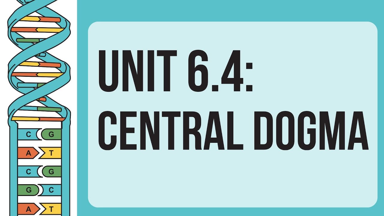 Unit 6.4: Central Dogma - YouTube