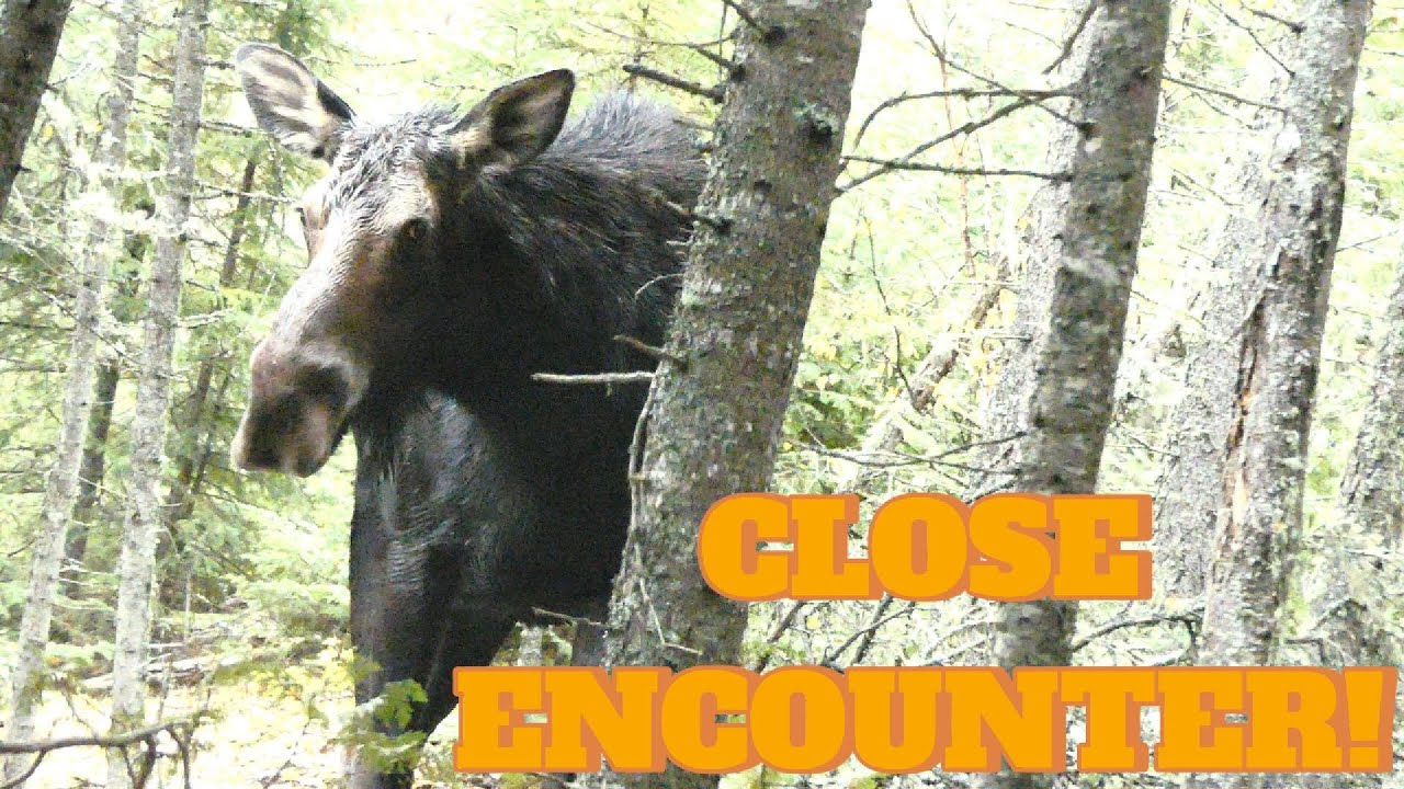 Close Moose Encounter! - YouTube