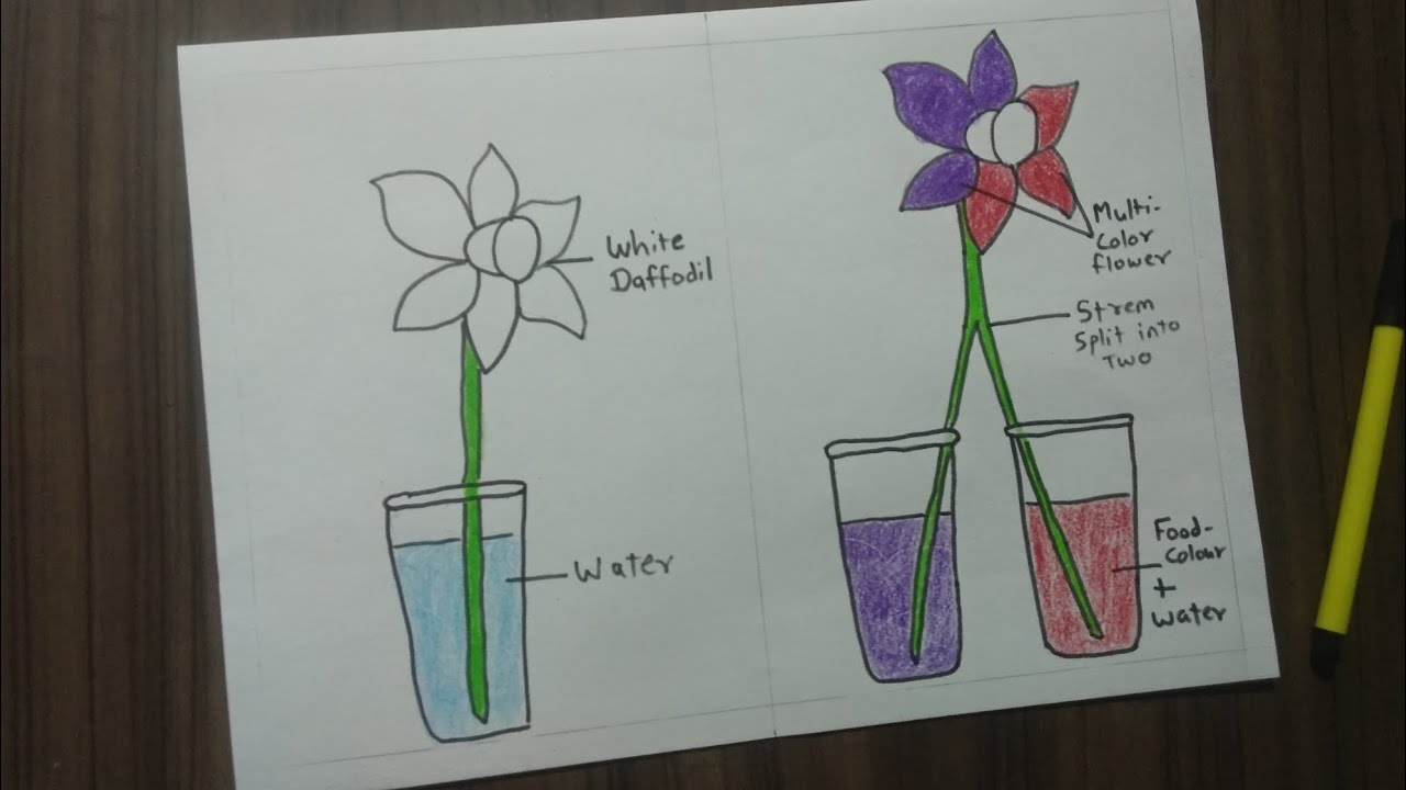 Color Changing Experiment | Science Diagram | Easy Pratical Diagram ...