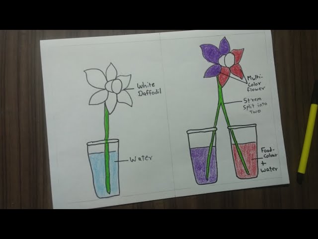 Cartoon Experiment Diagram