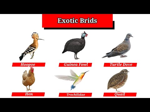 Learn Names Of Exotic Brids - Names of Brids in English, brids ...