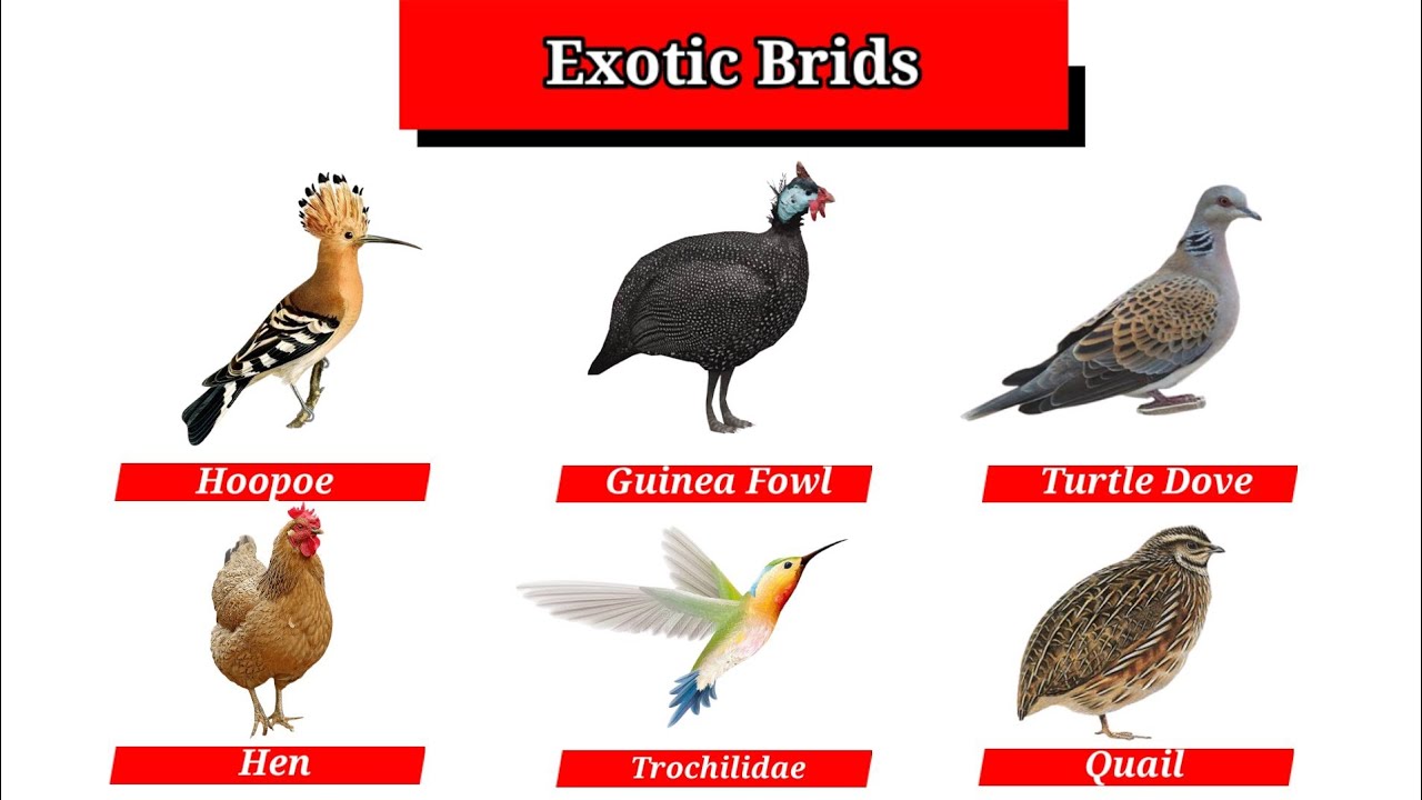 Learn Names Of Exotic Brids - Names of Brids in English, brids ...