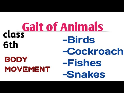 Gait of Animals | Body Movement | class 6th | Cockroach | Birds ...