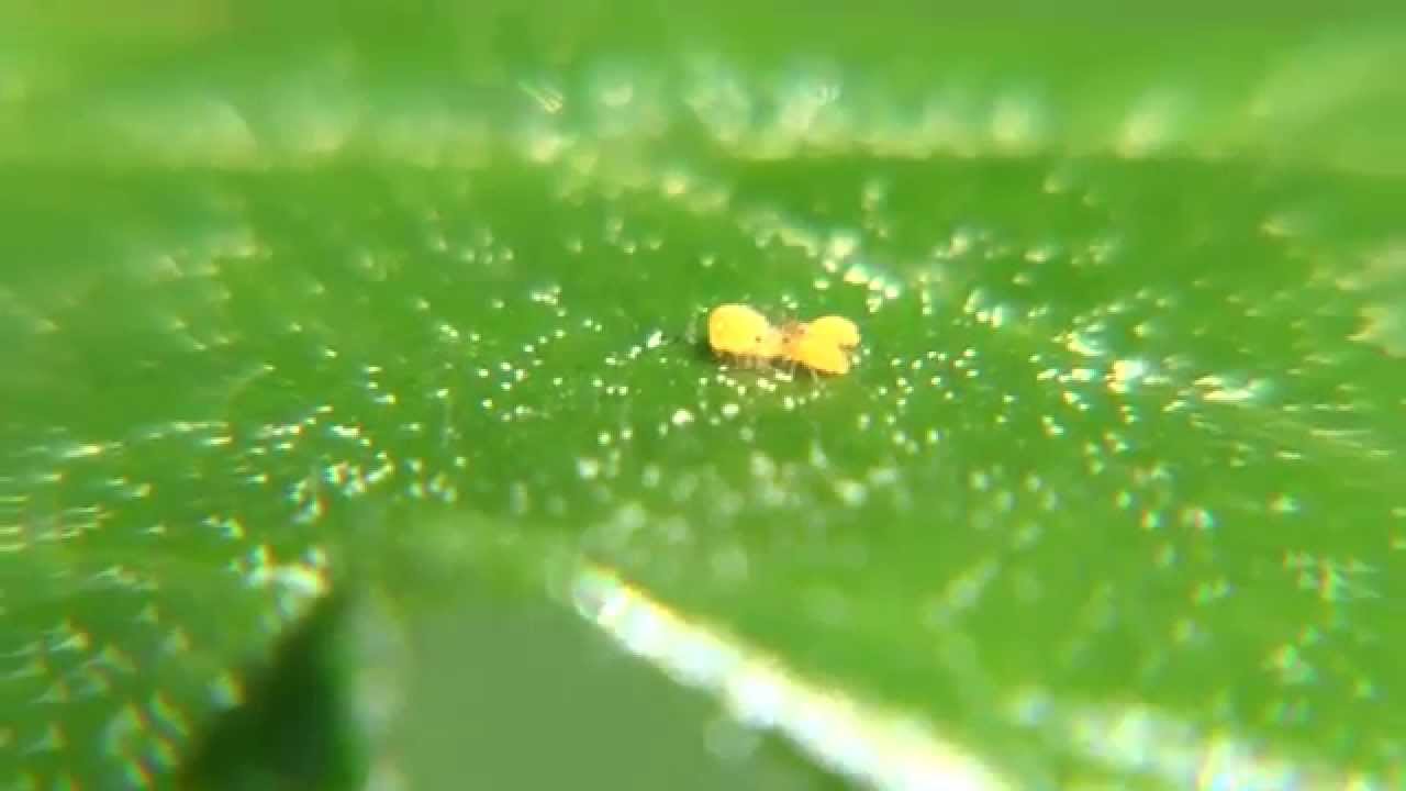 Collembola courtship dance - YouTube