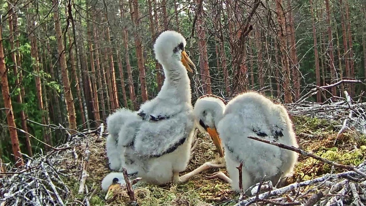 Must-toonekurg~Storklet uses it's siblings as a chair~6:23 AM 2019/06 ...
