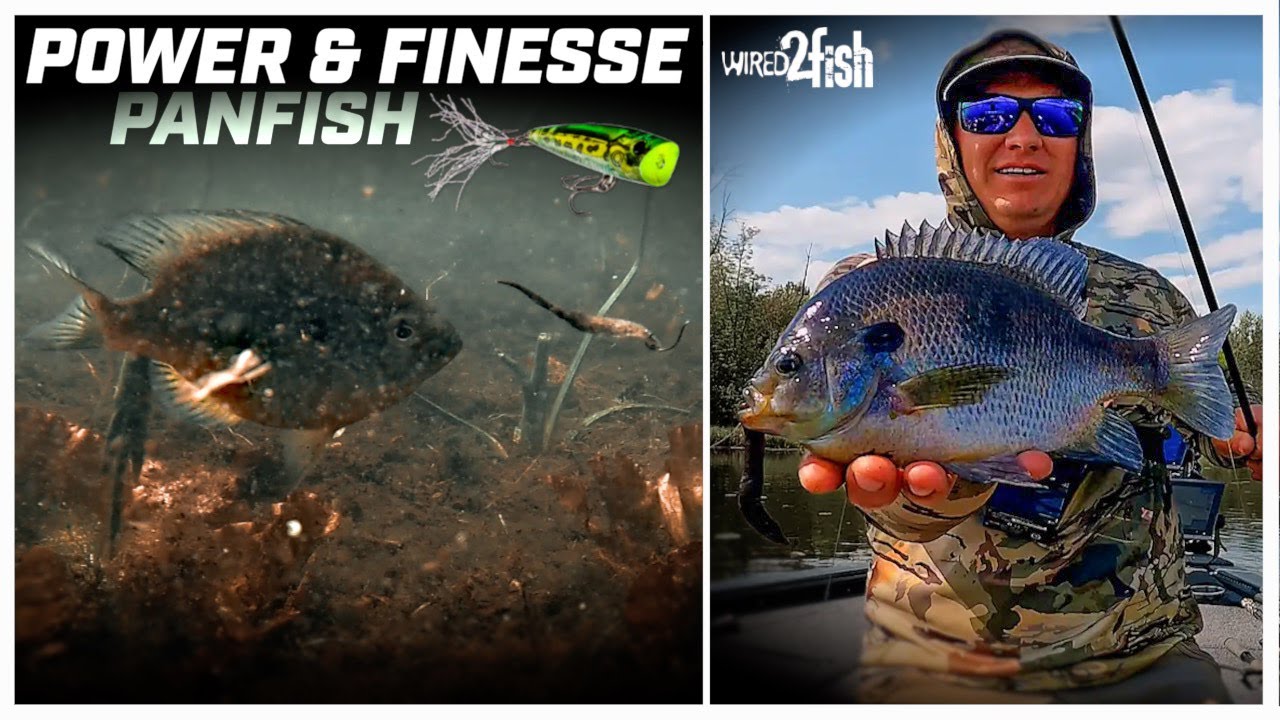 Fishing For Bluegills And Crappies With Power And Finesse - YouTube