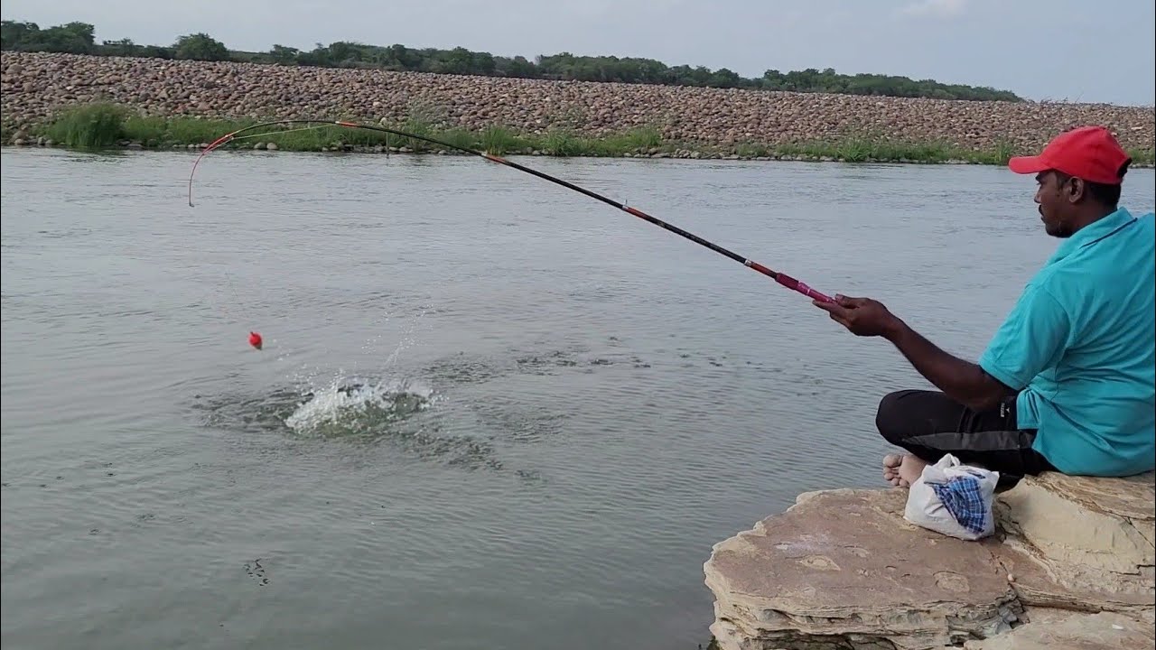 Krishna River 🎣 Fishing small single Hook to Catching Tilapia Black ...