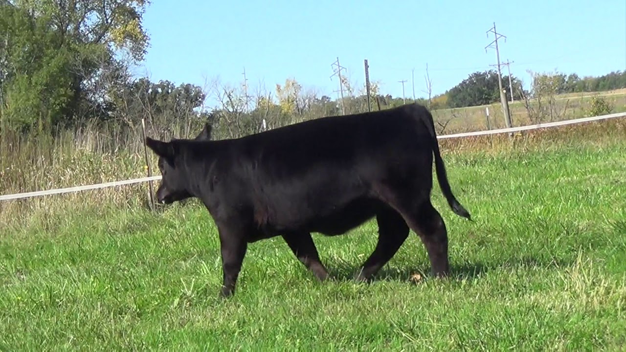 Ruble Cattle Company - W/C Lockdown X W/C Relentless - YouTube