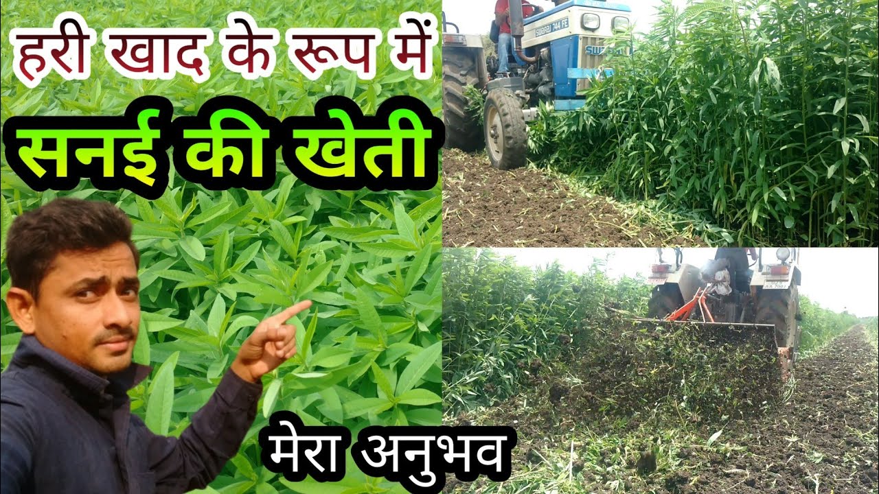 हरी खाद के रूप में 🌾 सनई की खेती 👉 मेरा अनुभव | Sanai/sunn crop as a ...
