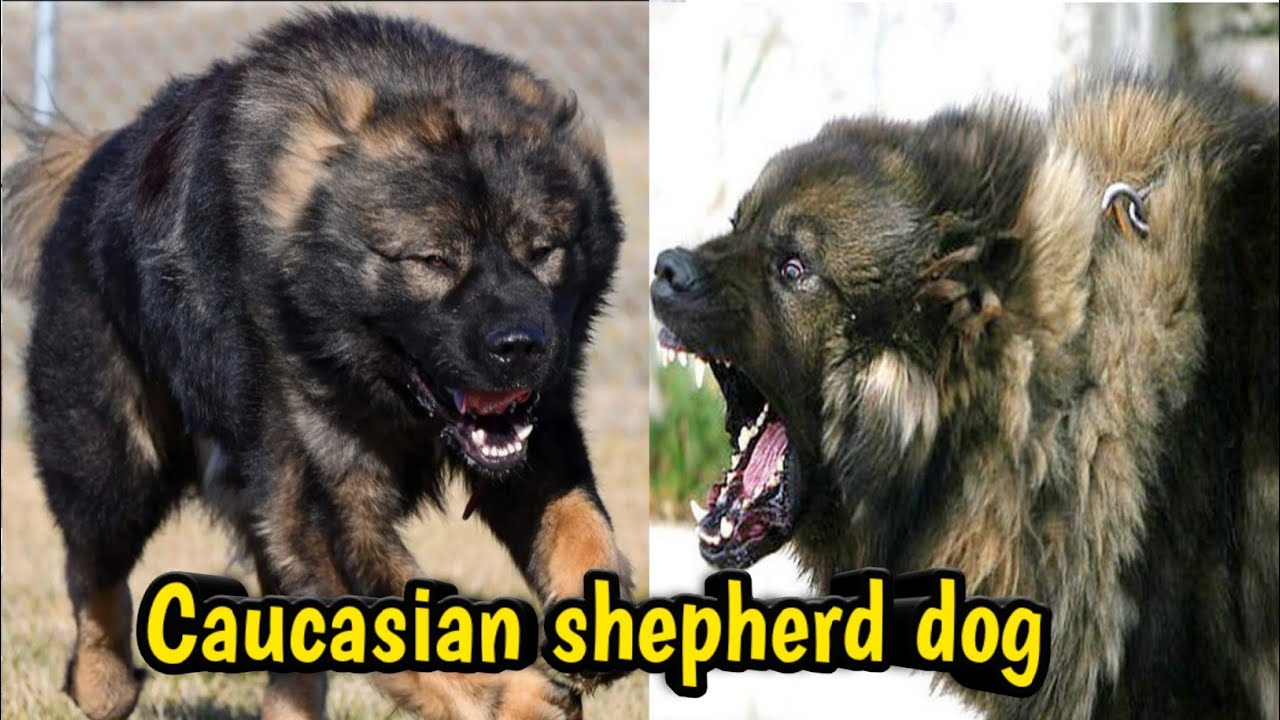 Caucasian Shepherd Dog || caucasian shepherd facts - YouTube