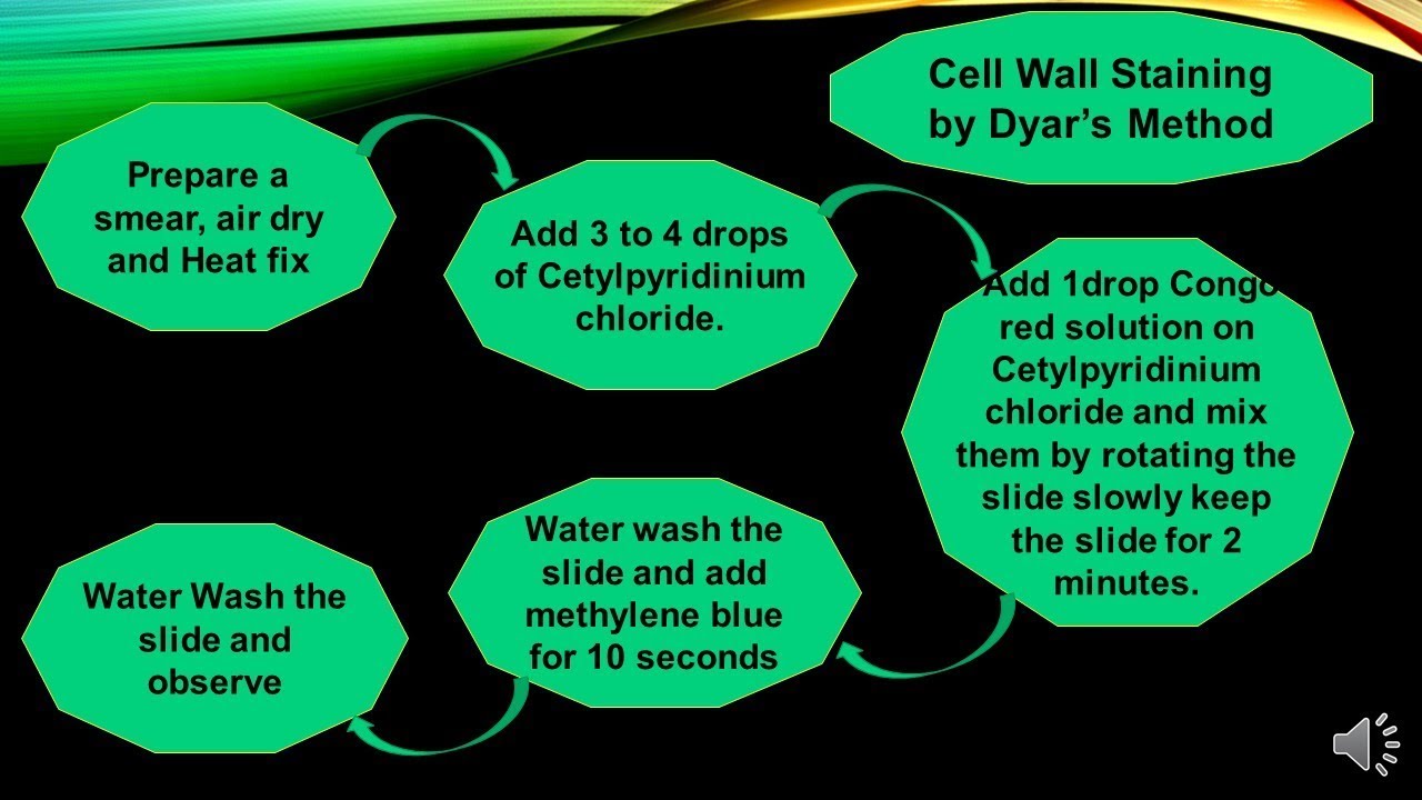 Cell Wall Staining By Dyar s Method Microbiology With Sumi YouTube cell-wall-staining-by-dyar-s-method-microbiology-with-sumi-youtube