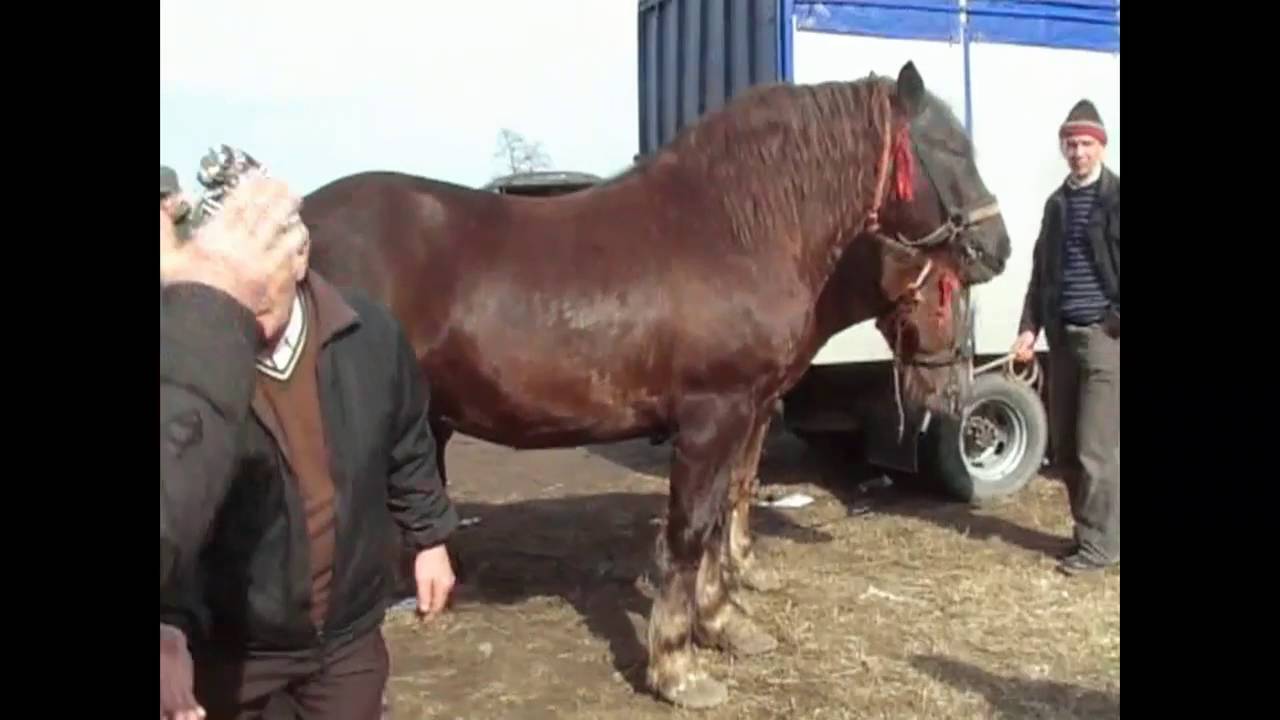 TARA - Horse Rescue and Sanctuary - YouTube