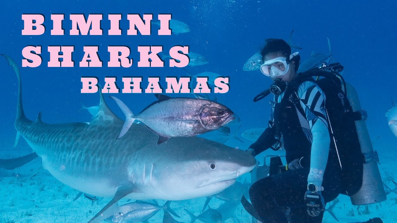 BIMINI SHARKS BAHAMAS - Neal Watson's Scuba Center - YouTube