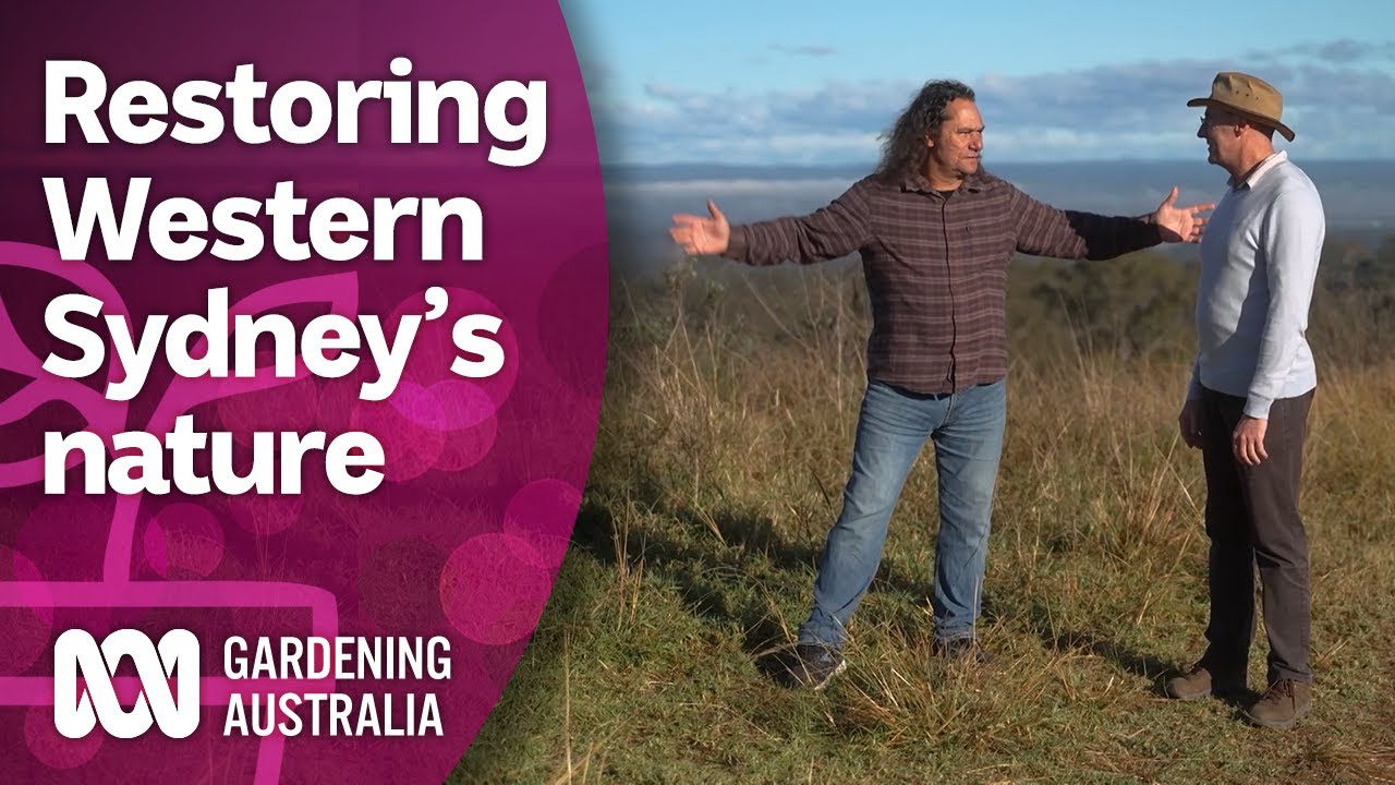 A crucial native regeneration project improving Western Sydney ...
