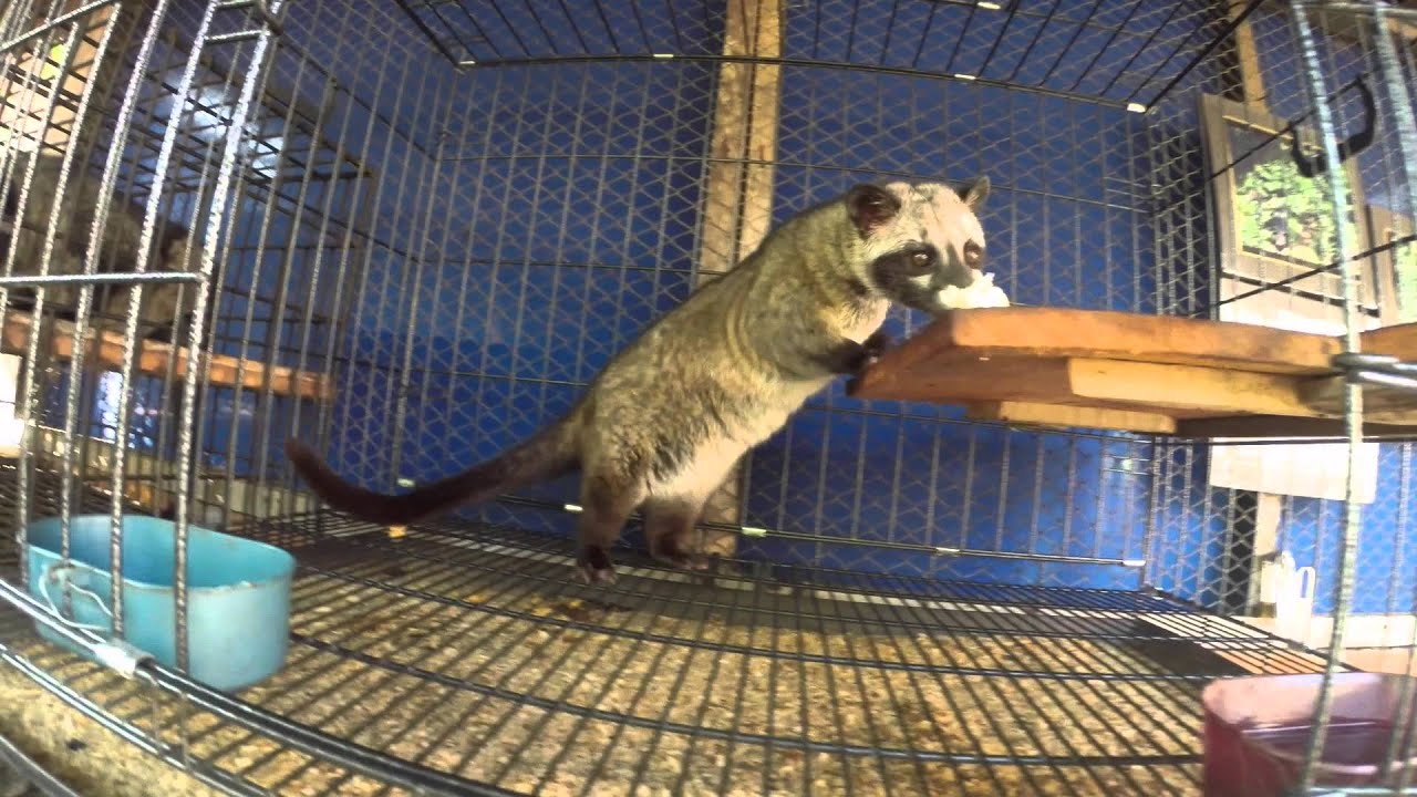 Civet cat in Java island, Indonesia - YouTube