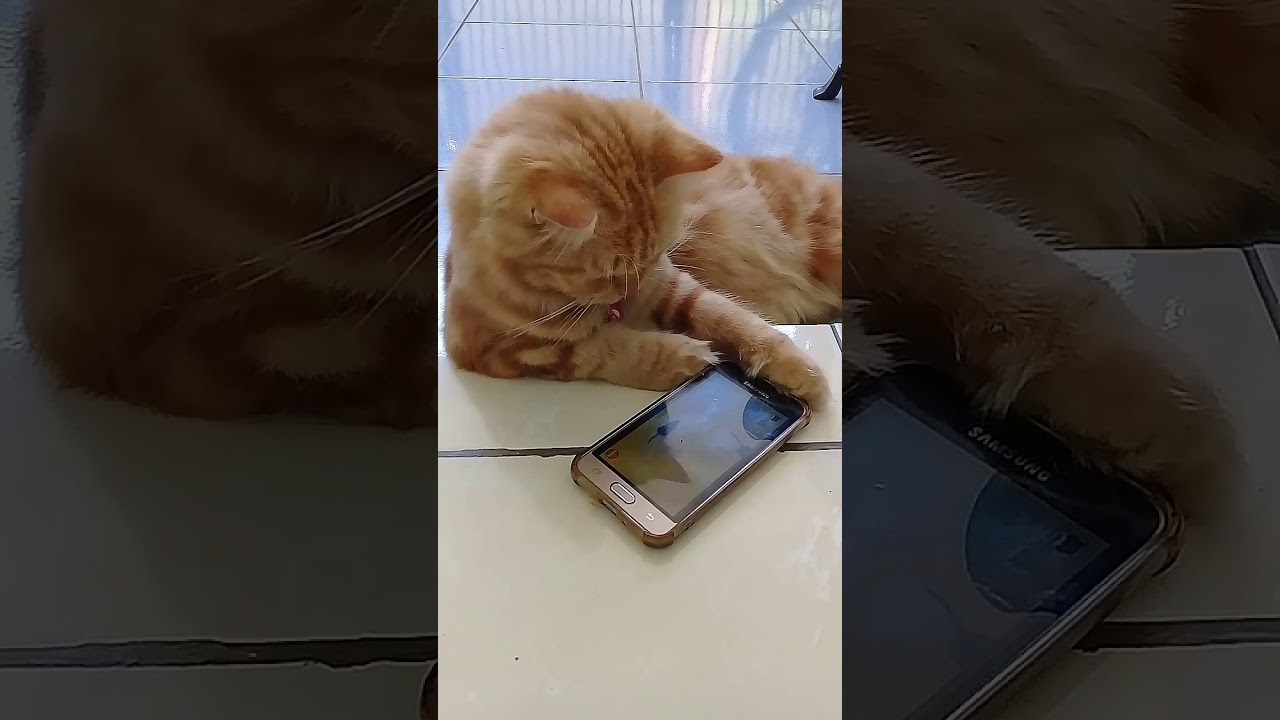 Kucing Orang bermain Hp - YouTube