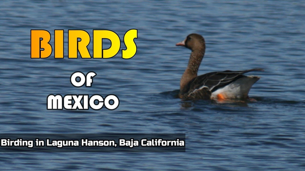 A birding adventure in Laguna Hanson | Discover the Spectacular Avian ...