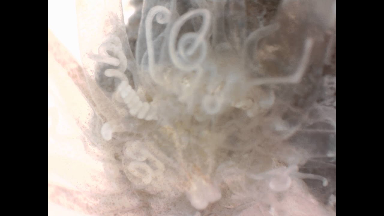 Acontia in Sea Anemone - YouTube