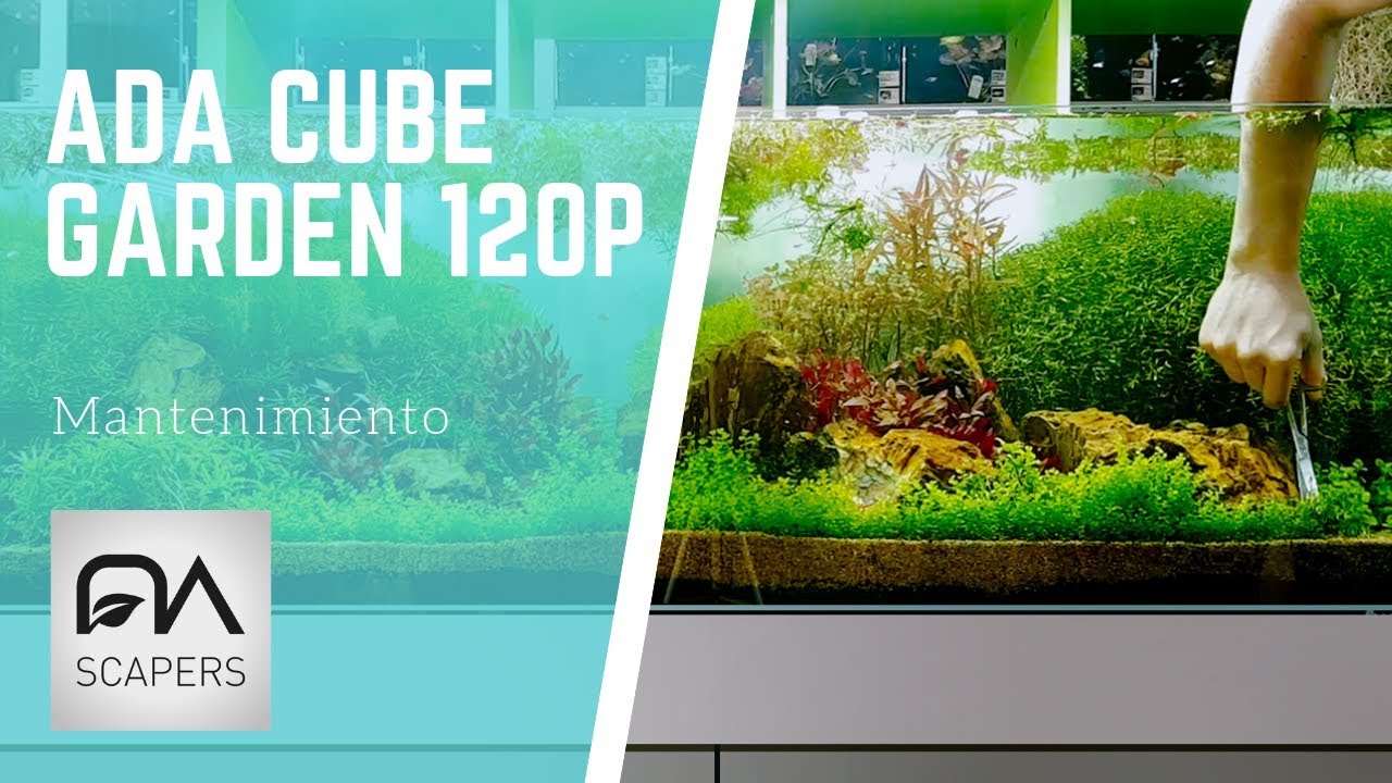 Timelapse | Mantenimiento ADA CUBE GARDEN 120P - YouTube