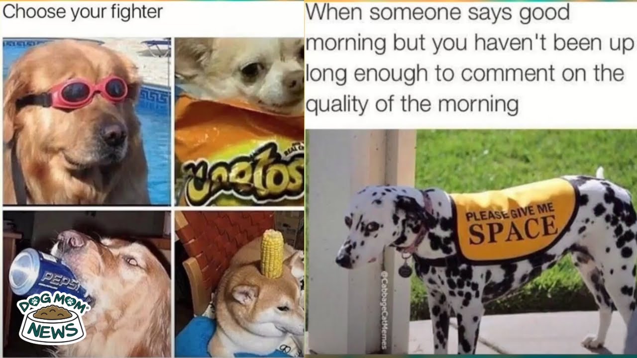 Funny Dog Reactions and Facial Expressions in "Dog Meme Time!" 🐶 (Dog ...