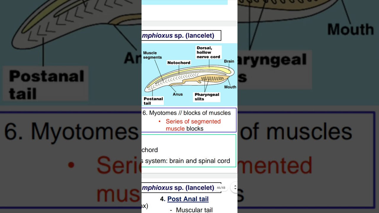 1.6 Kingdom Animalia: 9. Phylum Chordata - Amphioxus sp. (lancelet ...