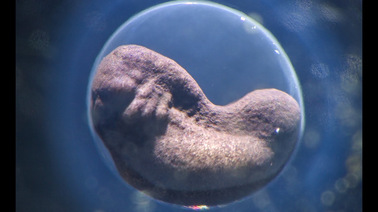 Frog embryonic development . - YouTube