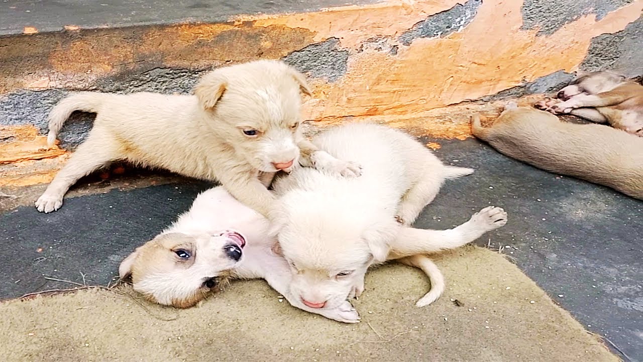 Cute Newborn Puppies are playing, Street dog small puppies waiting for ...