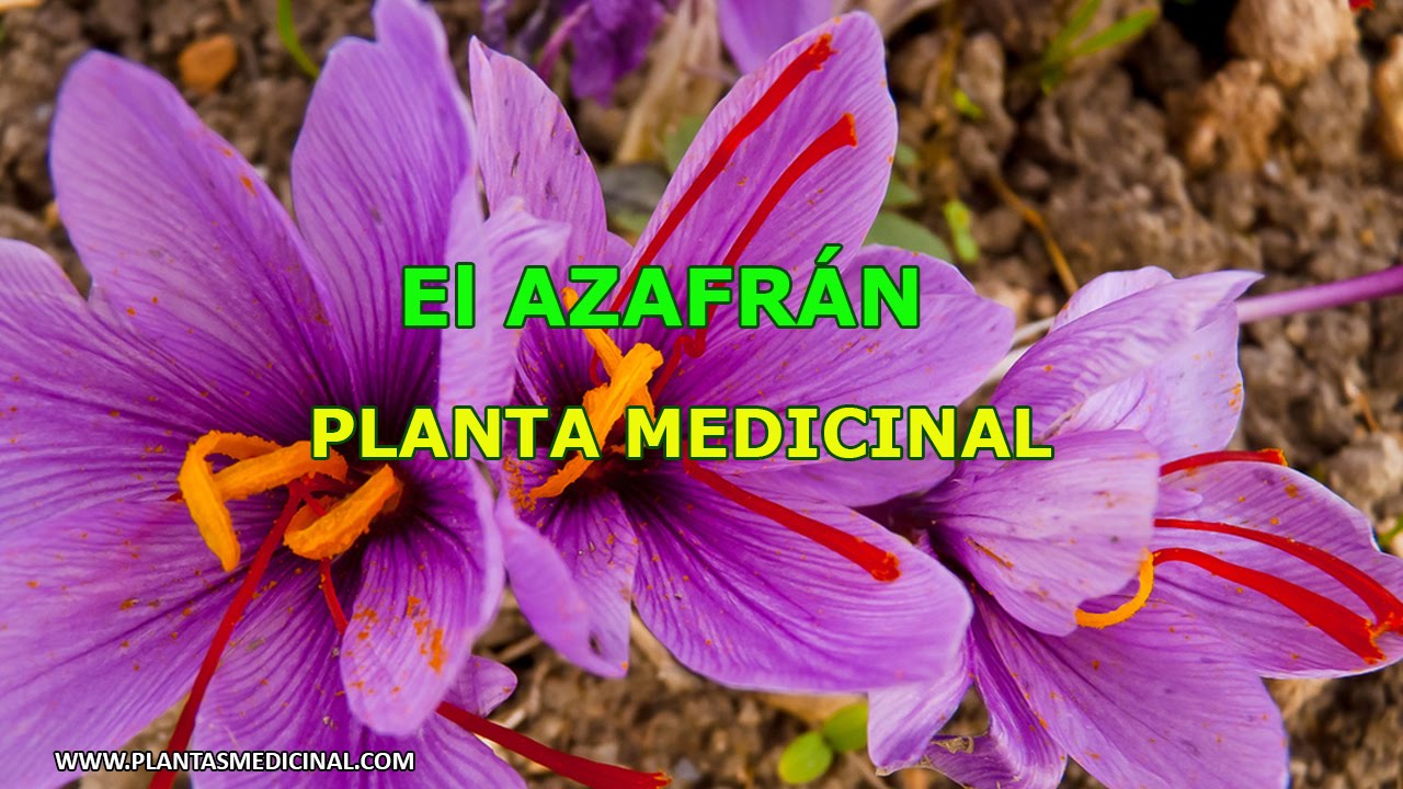 El Azafrán - Propiedades y Beneficios - Planta Medicinal - YouTube