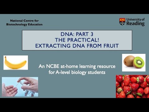 DNA practical: Extracting DNA from fruit, using hand sanitiser to ...